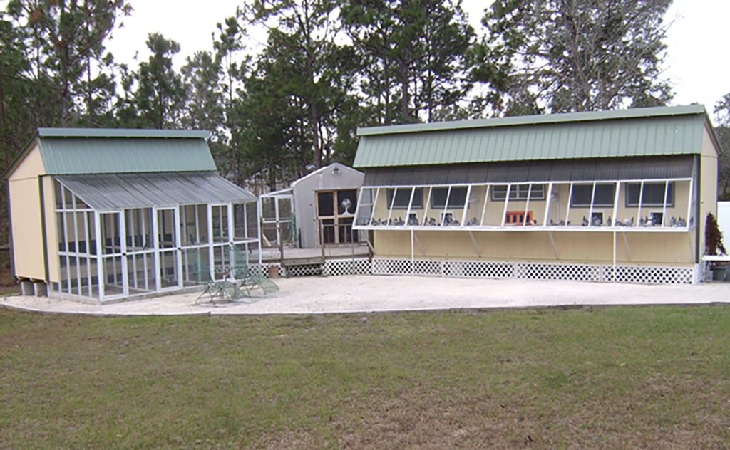 Good Pigeon Loft Design Can Help Your Pigeons Stay Healthy - Backyard ...